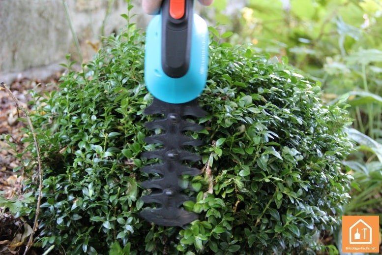 16 New Taille Des Sauges Arbustives - His Barn